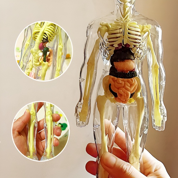 Modello di apprendimento dell’anatomia del corpo umano in 3D ...