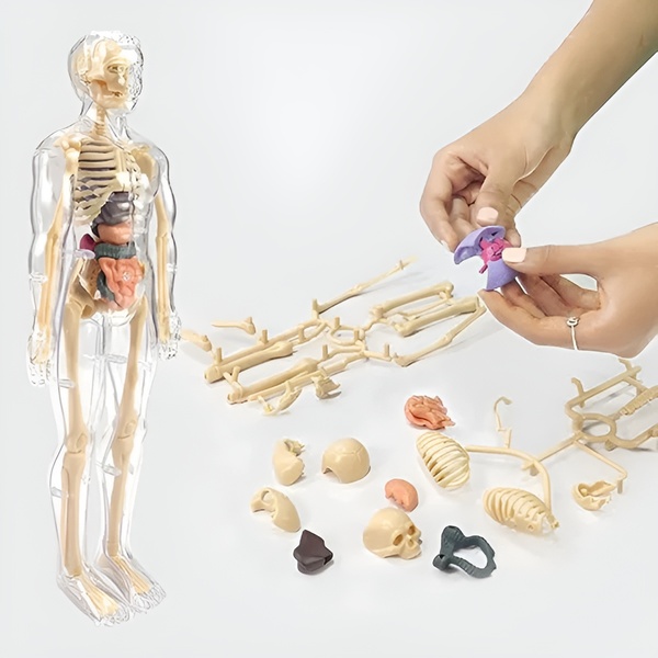 Modello di apprendimento dell’anatomia del corpo umano in 3D ...