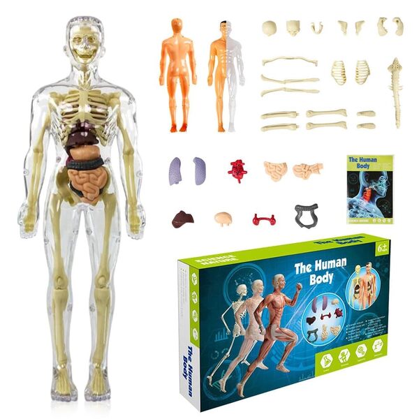 Modello di apprendimento dell’anatomia del corpo umano in 3D ...